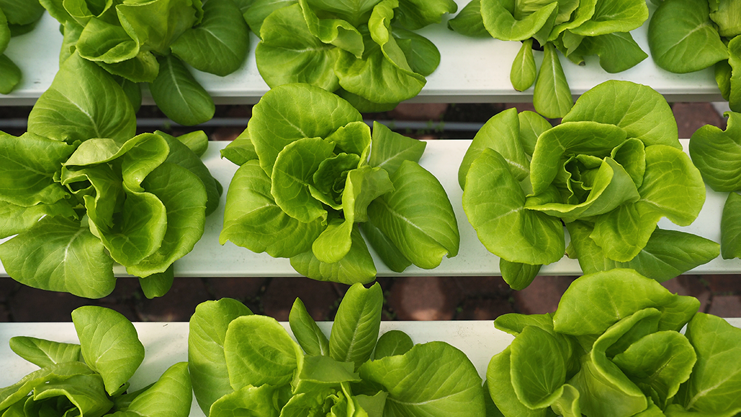 Fresh Vegetable Subscription Box Kuala Lumpur - Sunway XFarms