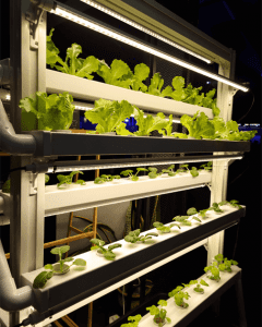 Stories - Sunway XFarms