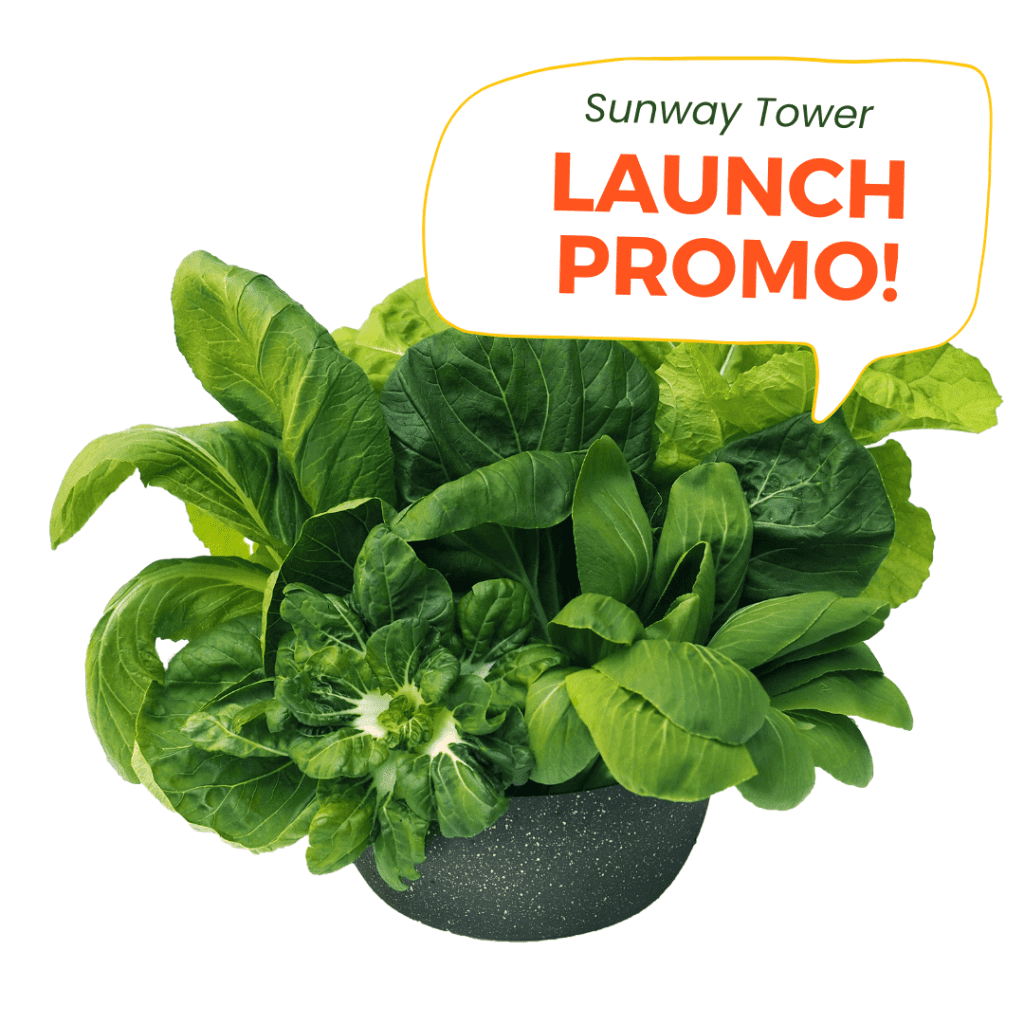 [FIRST HARVEST] Asian Greens 1kg - Sunway XFarms