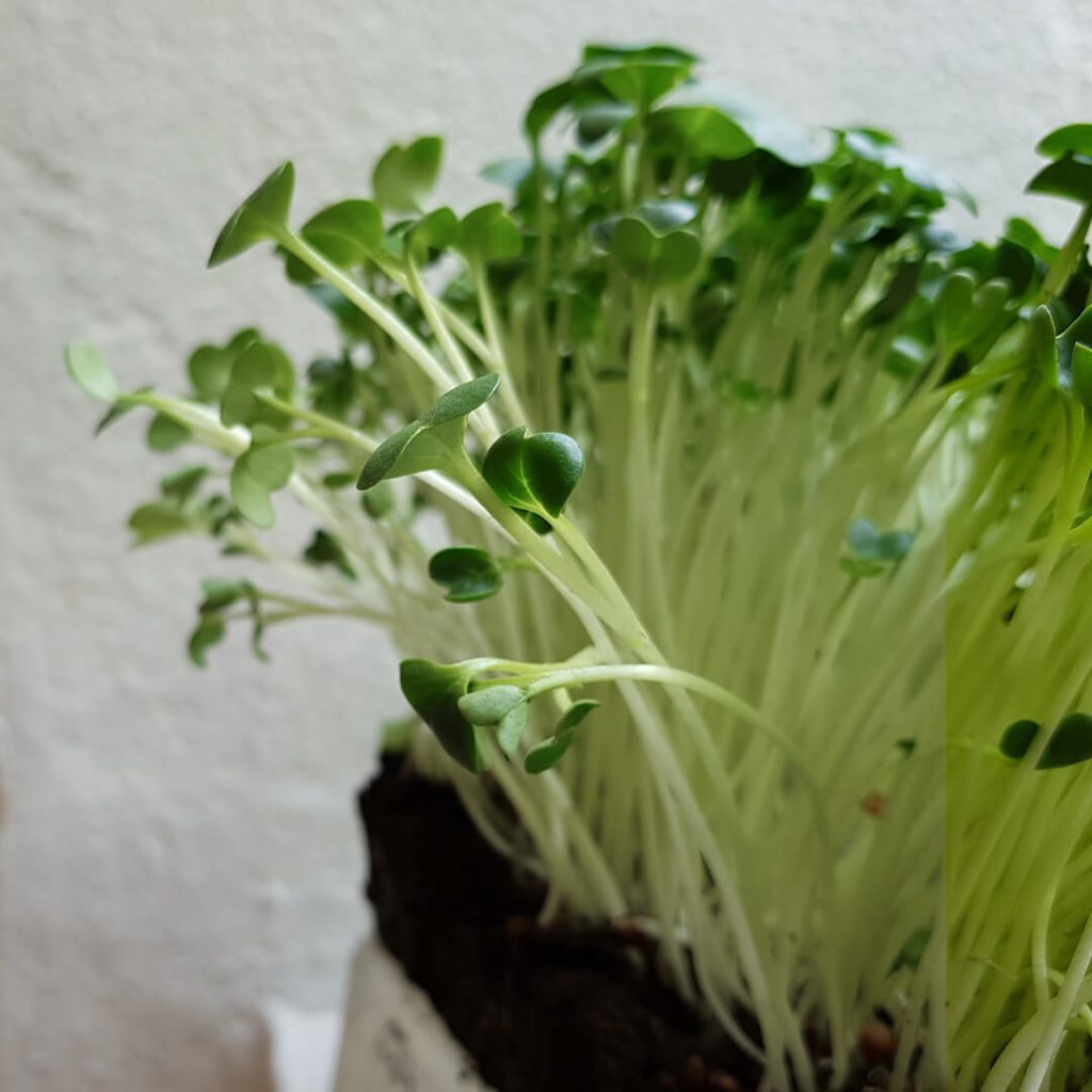 Wasabi Microgreens (Pre-order) - Sunway XFarms