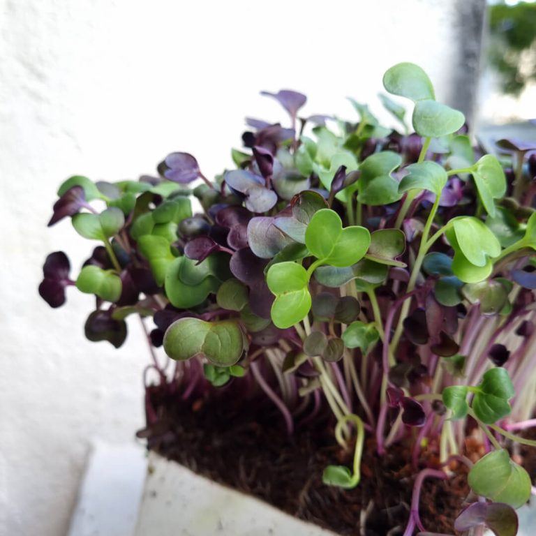 Rambo Radish Microgreens (Pre-order) - Sunway XFarms