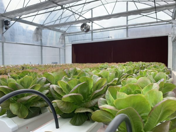 Why You Should Get Vegetables from Nearby Farms - Sunway XFarms