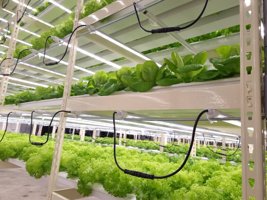 Sustainability - Sunway XFarms