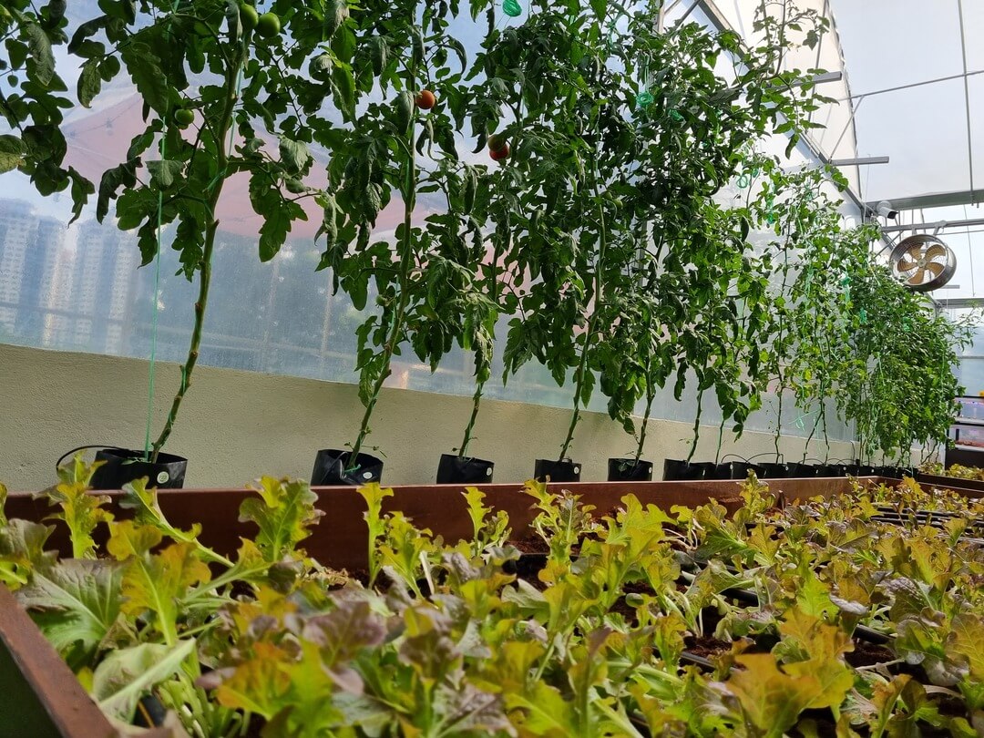 Farm Building - Sunway XFarms