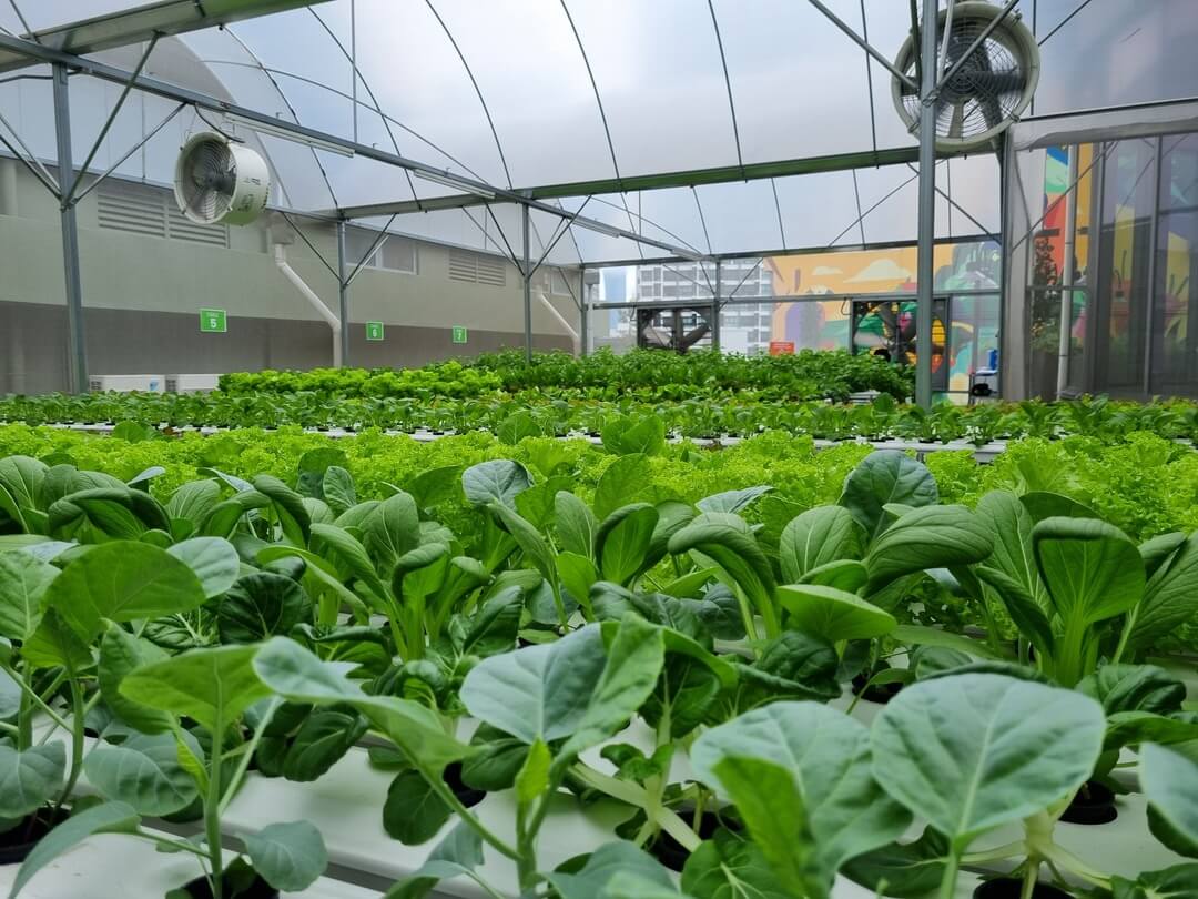 Farm Building - Sunway XFarms